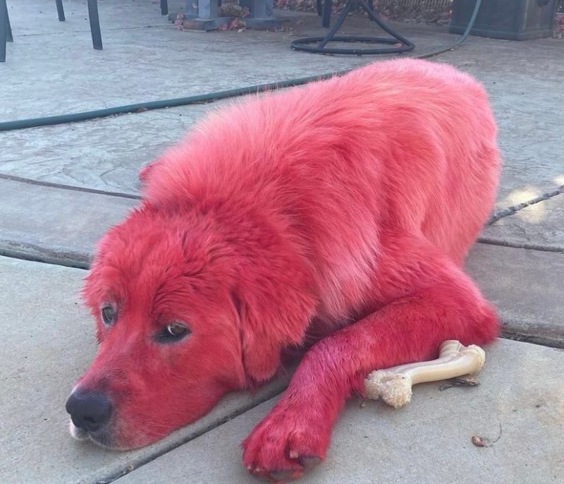 What is going on there? This dog is bright red