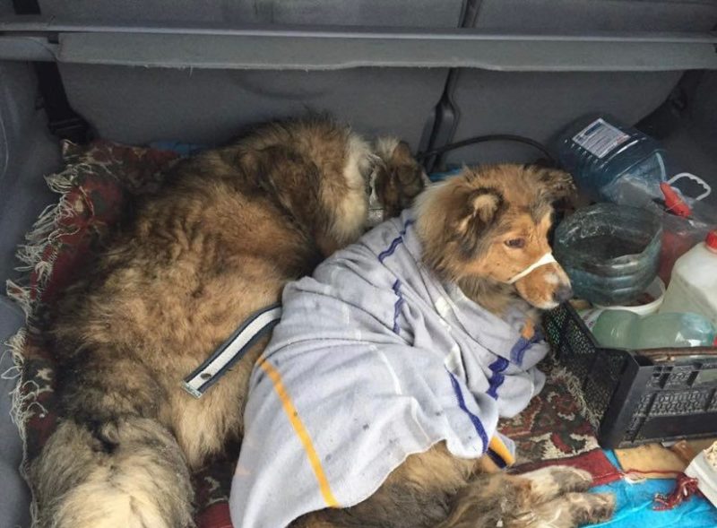 The incredible story of the rescue of a frozen dog on the tracks