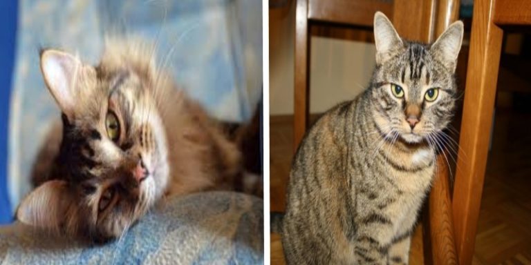 Le chat a sifflé sur le réfrigérateur et n'a pas laissé son ...