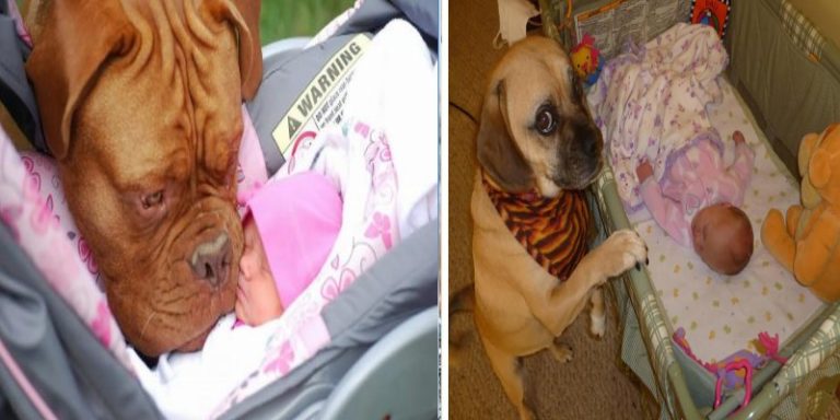 Des chiens rencontrent le bébé de leur maître pour la première fois et ...